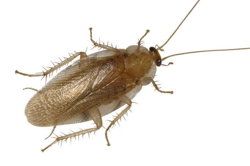 Eliminare gli Scarafaggi definitivamente | Gardenhome's Blog