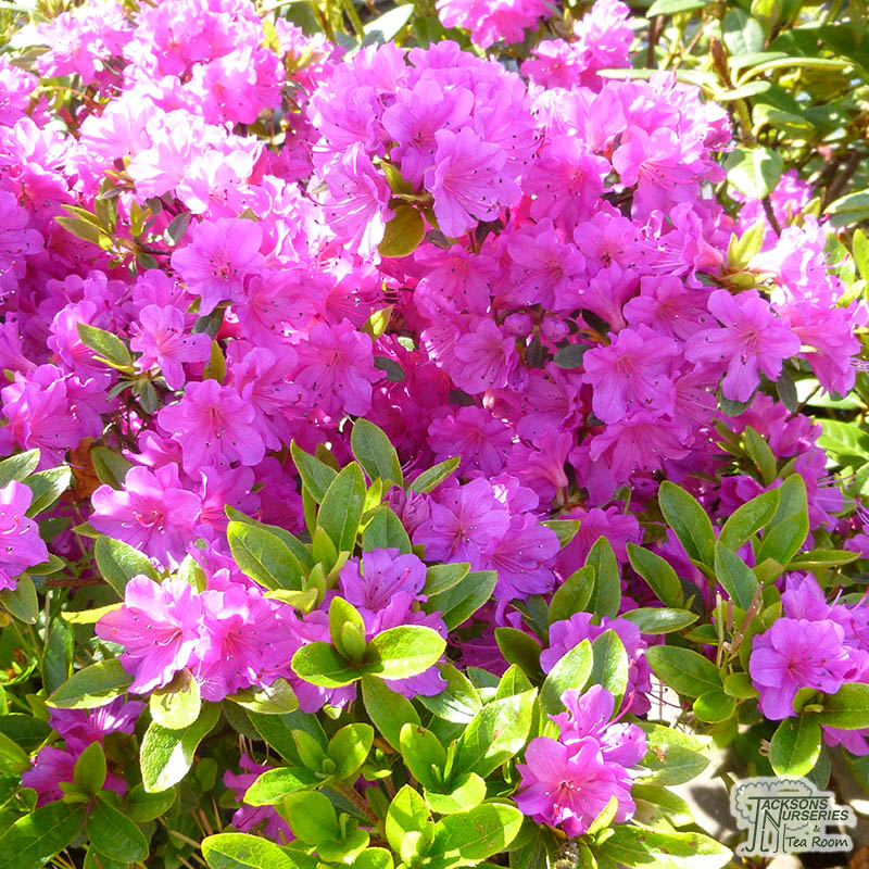 Le Piante di Azalea | Gardenhome's Blog